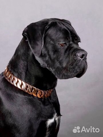 Шикарная черная девочка кане корсо