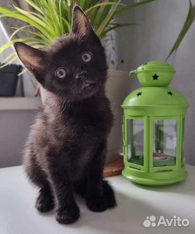 Наоми ищет дом