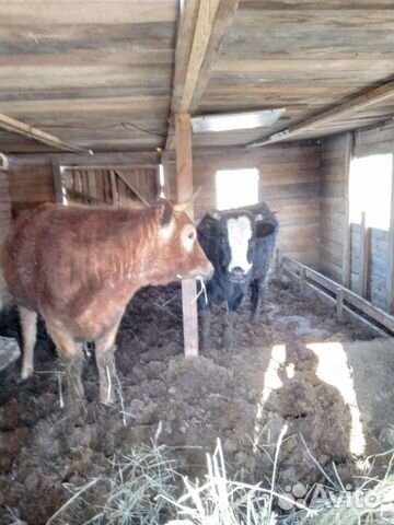 Корова молочной породы