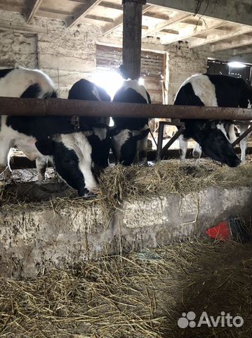 Бычки на откорм