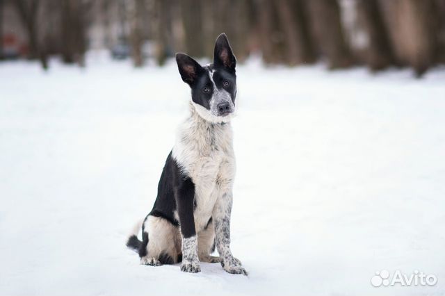 Терра ищет дом