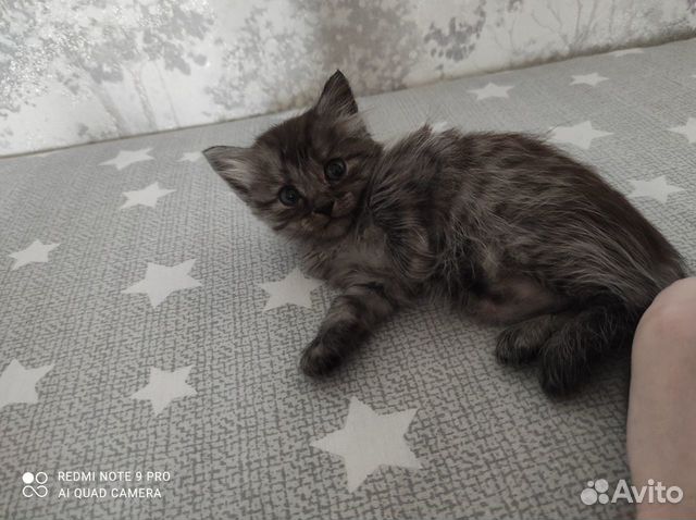 Очень умный котёнок