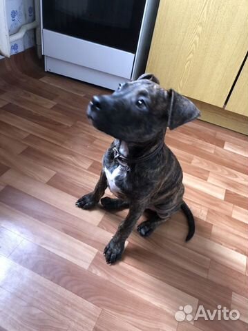 Стаффордширский терьер