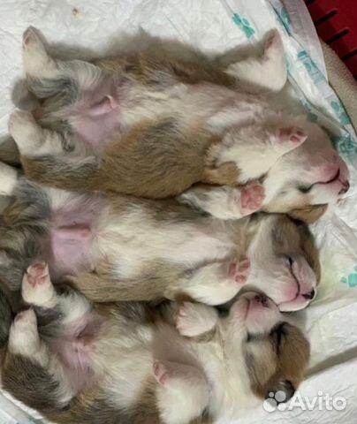 Вельш-корги пемброк без документов