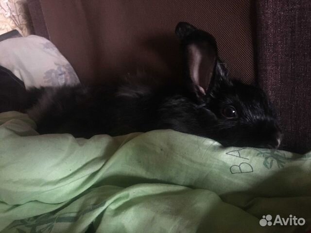 Вязка кроликов