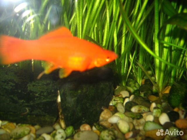 Меченосцев красно-рубиновых продаю