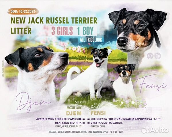 Джек Рассел терьер