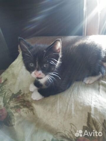 Котенок Кузька 1,5 мес