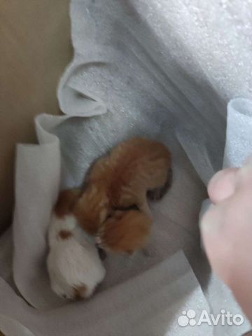 Котята ищут кормящую маму