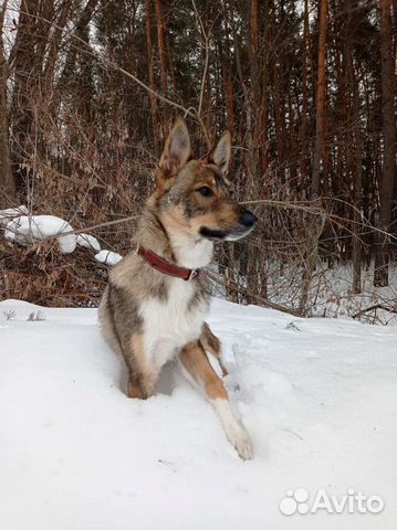 Фенотип лайки