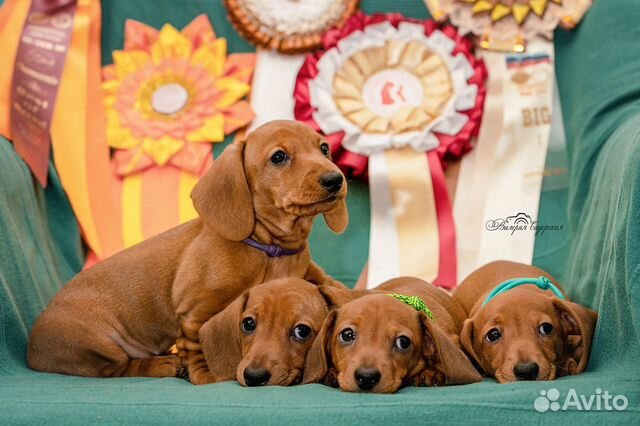Миниатюрные щенки таксы / Miniature Dachshund pups