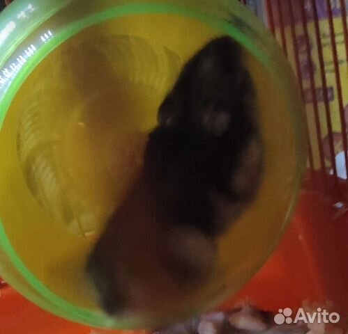 Хомяк с клеткой и всеми сопутствующие вещами