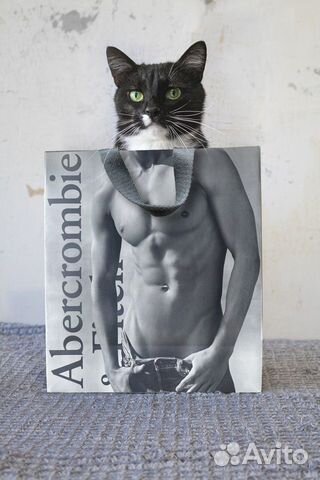 Кот