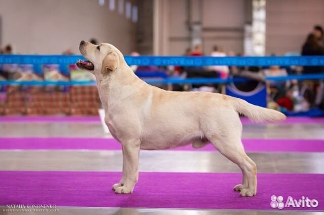 Внучки чемпиона мира