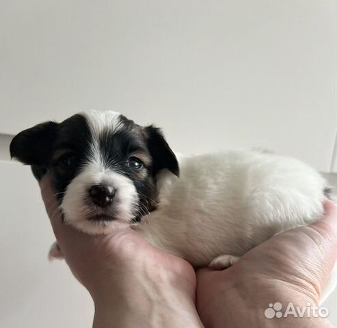 Кобель папийона