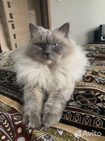 Невский маскарадный кот вязка