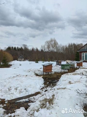 Пчелы пасека