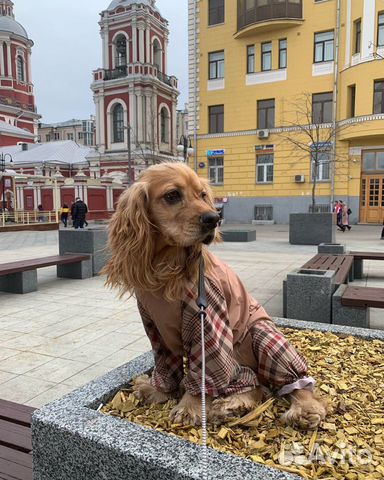 Кокер спаниель английский