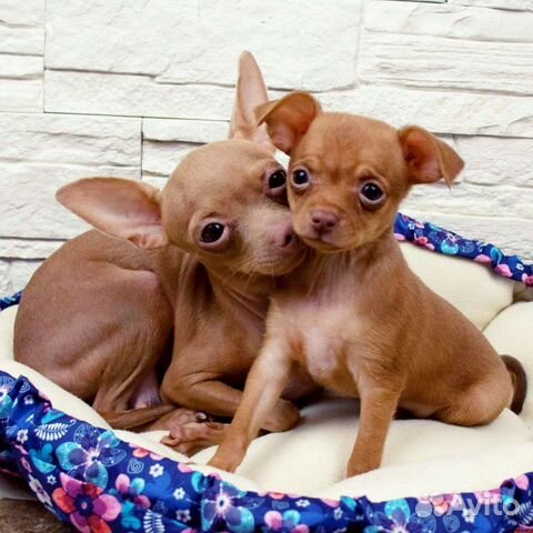 Русский той-терьер щенки