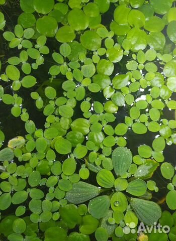 Аквариумные растения