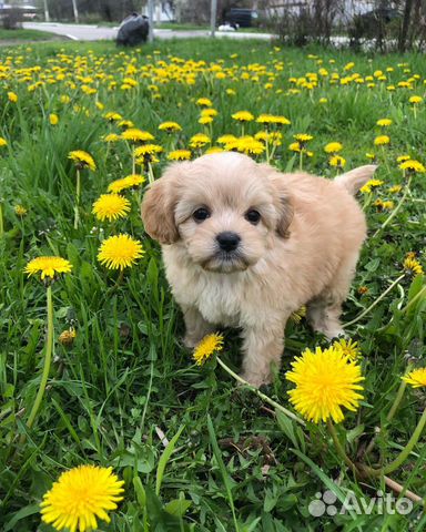 Мальтипу f1 mini щенок. Девочка