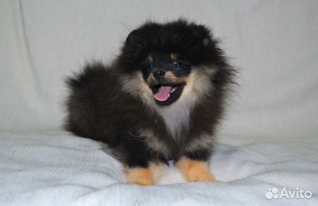 Померанский шпиц- шпиц померанский