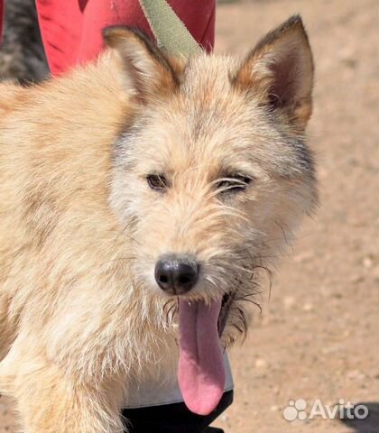 Арчи-пёс для красоты