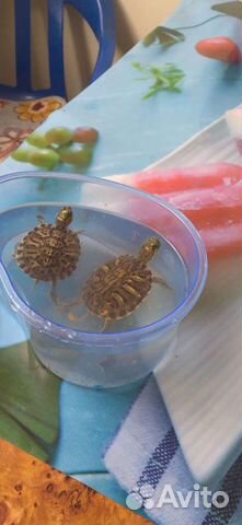 2 черепашки с кормом