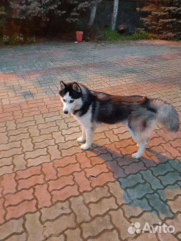 Найдена собака, кабель Хаски