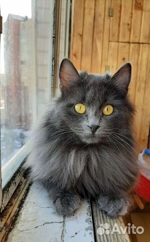 Кошка типаж породы Нибелунг