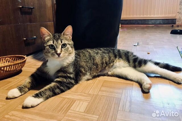 Королевишна