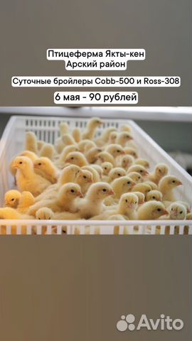 Суточные бройлеры Якты-кен