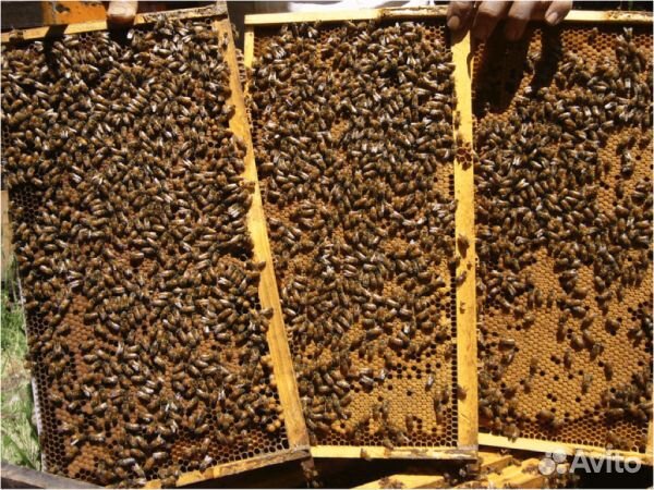 Продам пчелопакеты