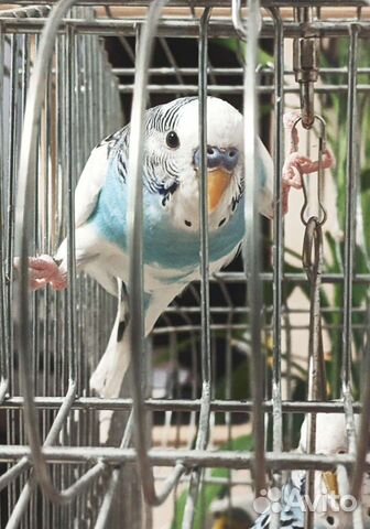 Волнистый попугай самец
