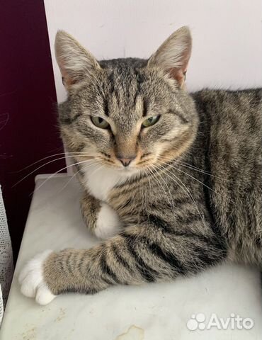 Котик Саня-пухляш