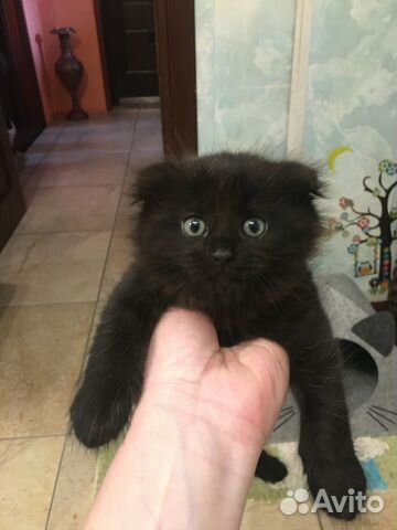 Черный, вислоухий, пушистый котенок
