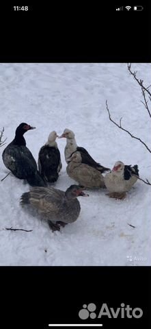 Инкубационное яйцо индоутки