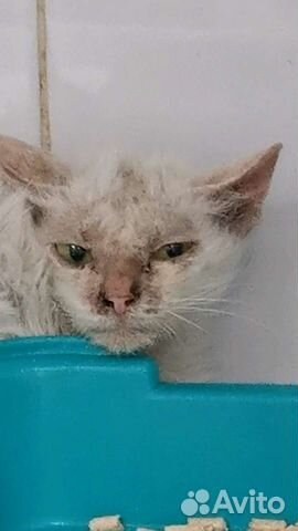 Котенок Бантик ищет спасителя