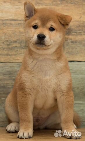 Сиба ину Шиба ину