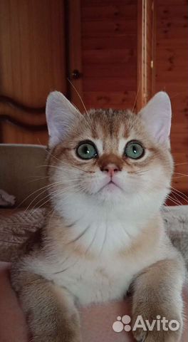 Британский плюшевый котик