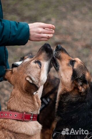 Собака в семью