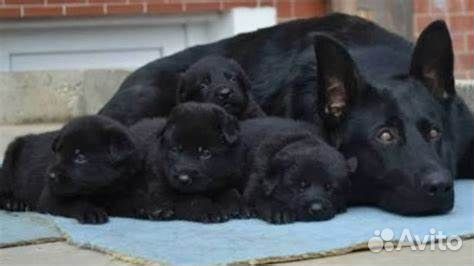Черные овчарки - крепыши щенки