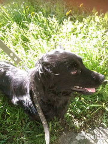 Собака в добрые руки спаниель девочка