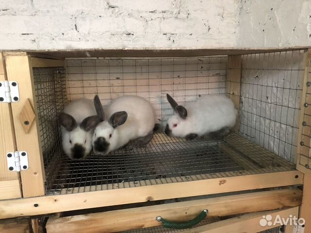 Домашние животные грызуны