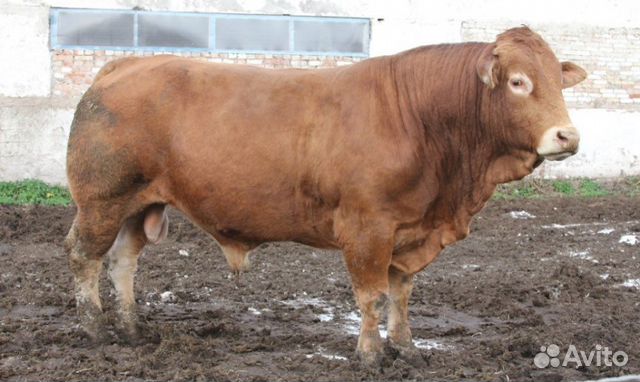 Бык на племя