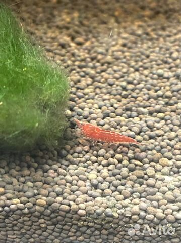 Аквариумные креветки