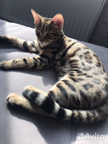 Бенгальская кошка