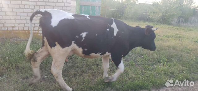 Корова 22литра молока,мясная молочная