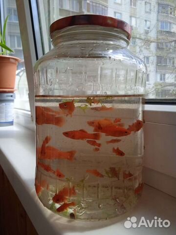 Рыбки меченосцы