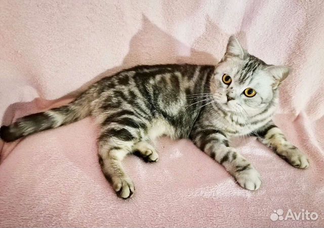 Красивая девочка -Бритни, ищет мампап